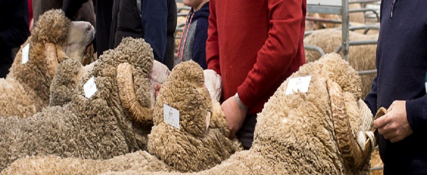 Australian Sheep And Wool Show (Jul 2024), Greater Bendigo City ...